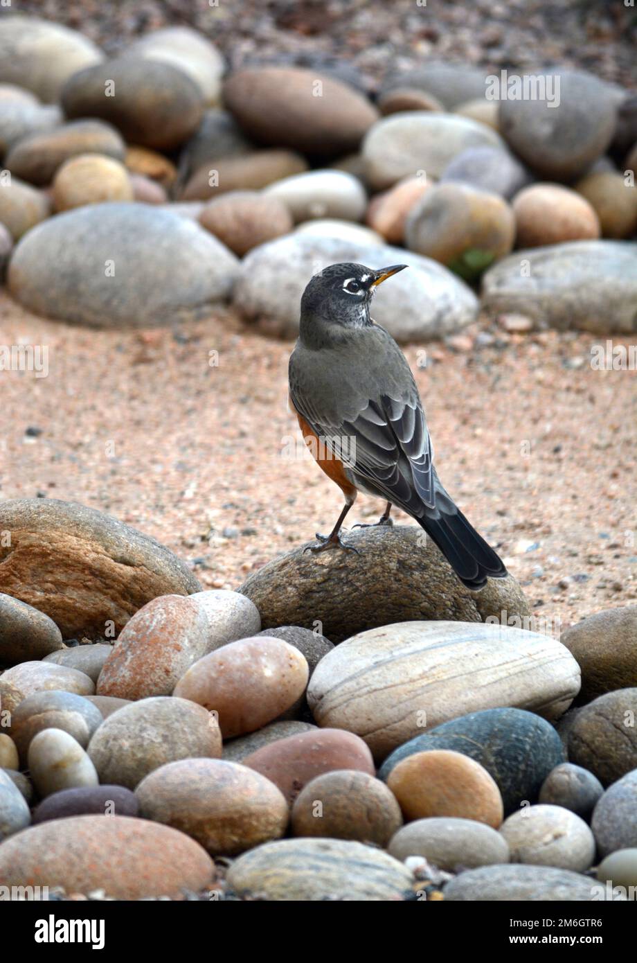 An American robin (Turdus migratorius) visits a backyard garden in ...