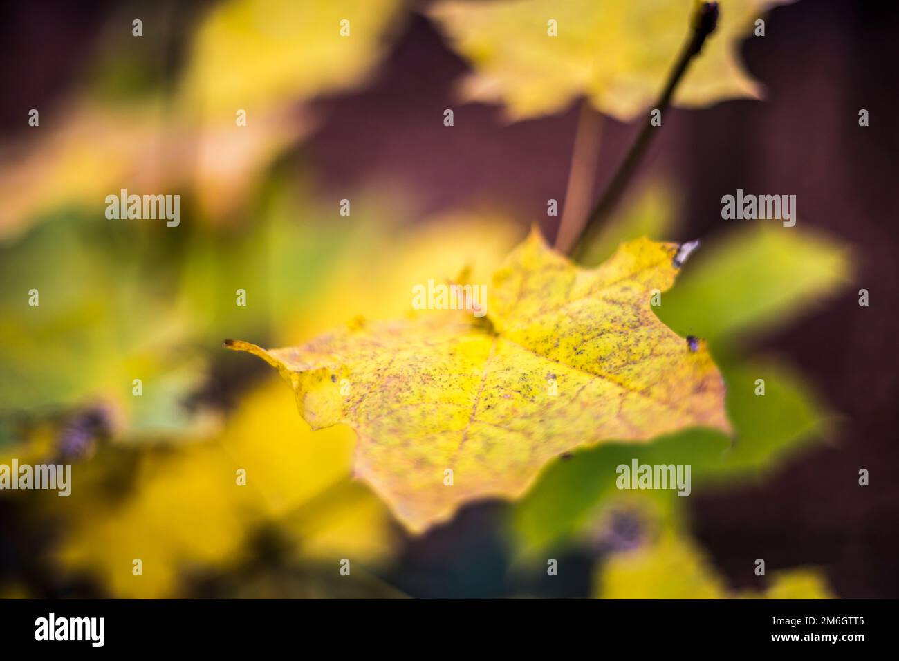 Leaf feeling emotions tree hi-res stock photography and images - Alamy