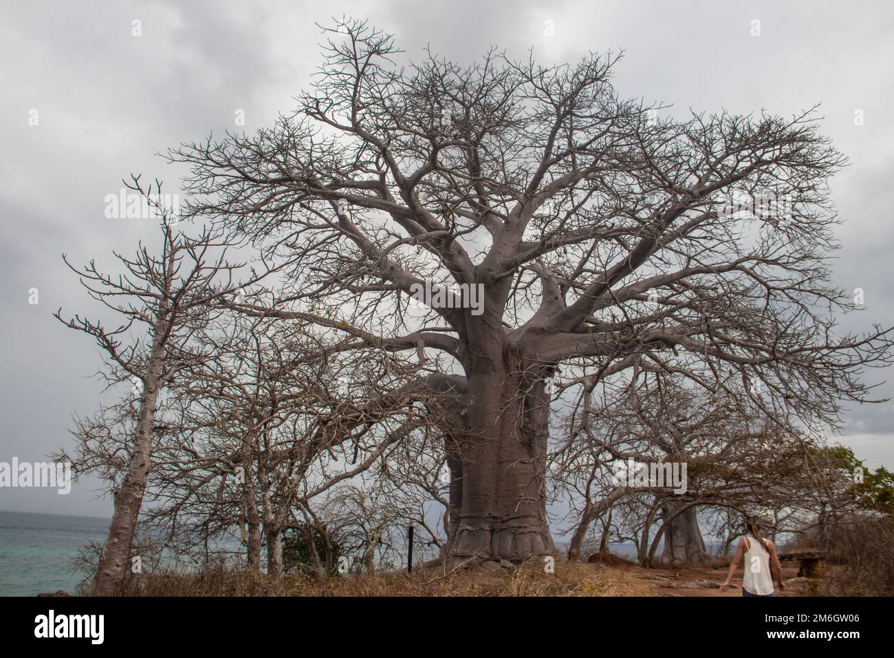 Old and huge Baobab tree growing between massive rustic rocks damaged ...