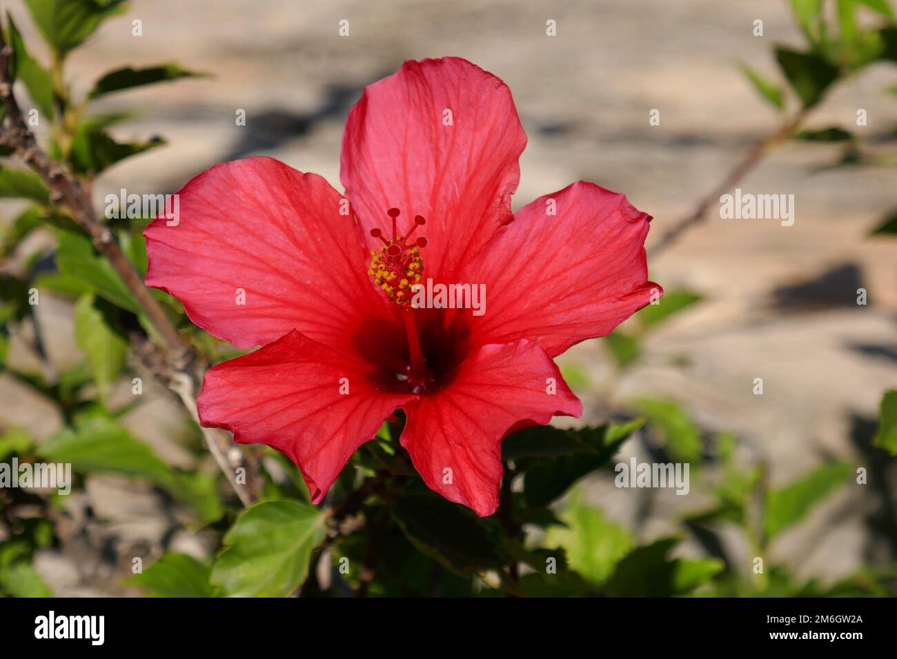 Hibiscus family hi-res stock photography and images - Alamy
