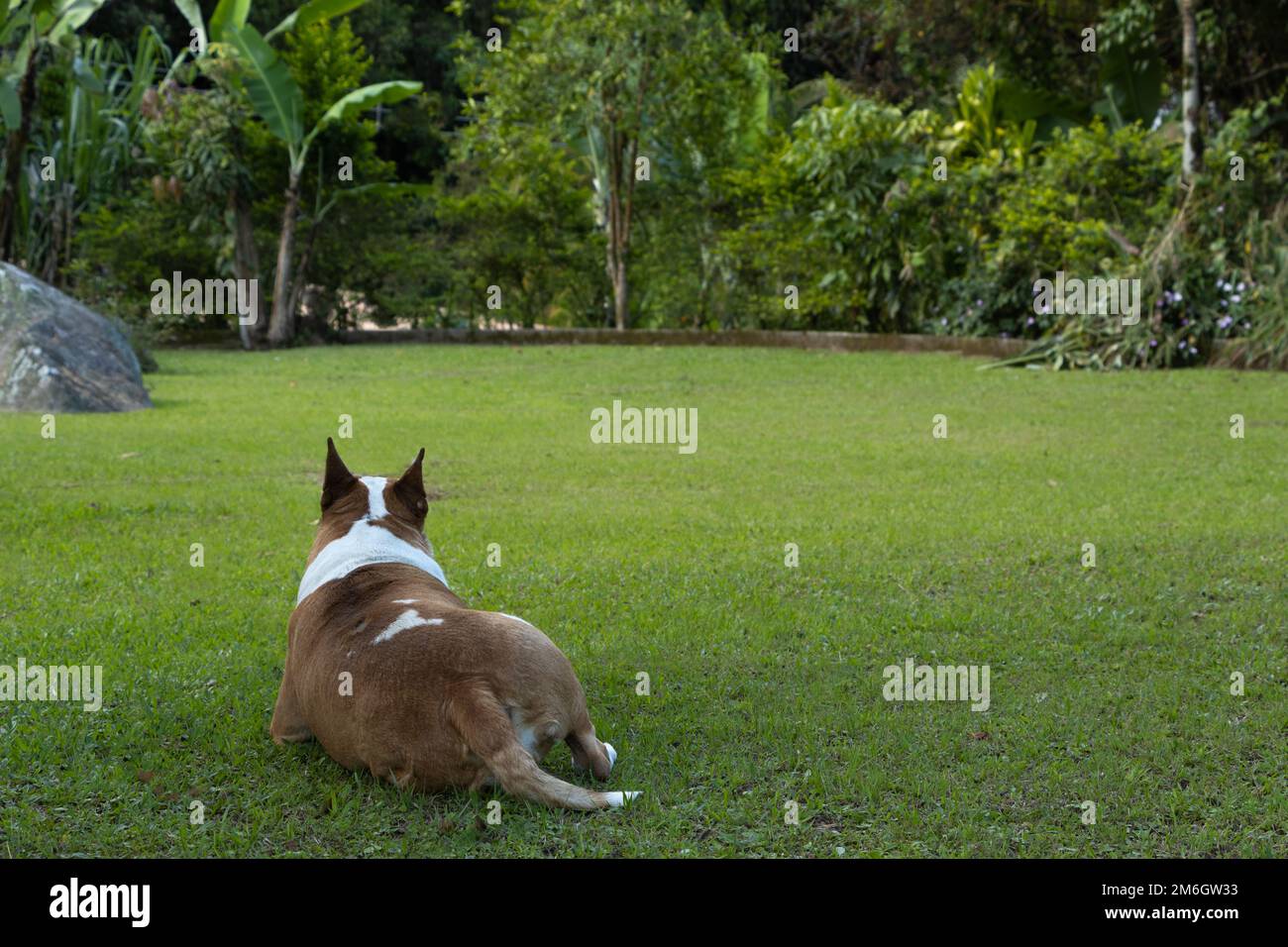 Contemplating dog hi-res stock photography and images - Alamy
