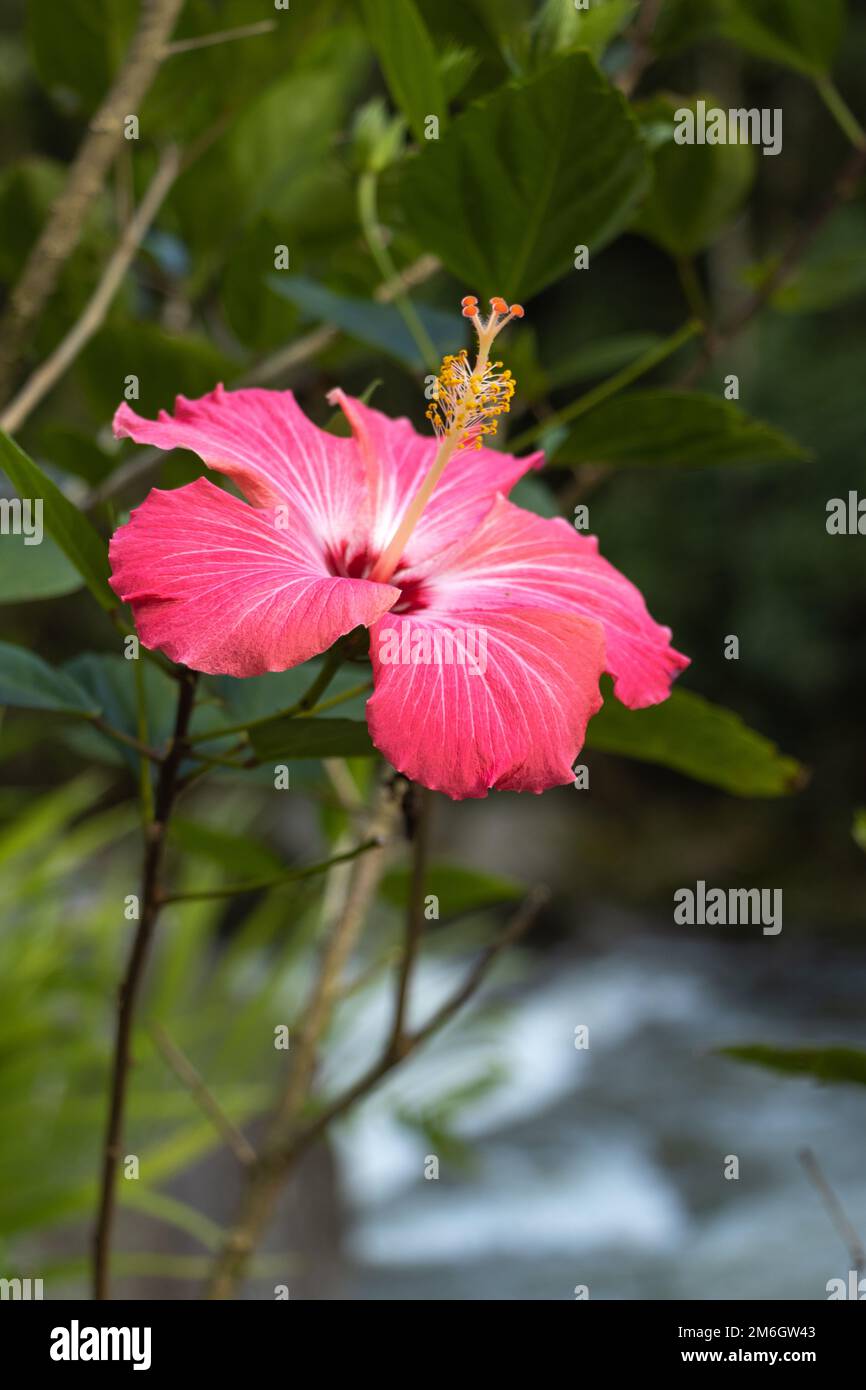 Botany bright costa rica hi-res stock photography and images - Alamy