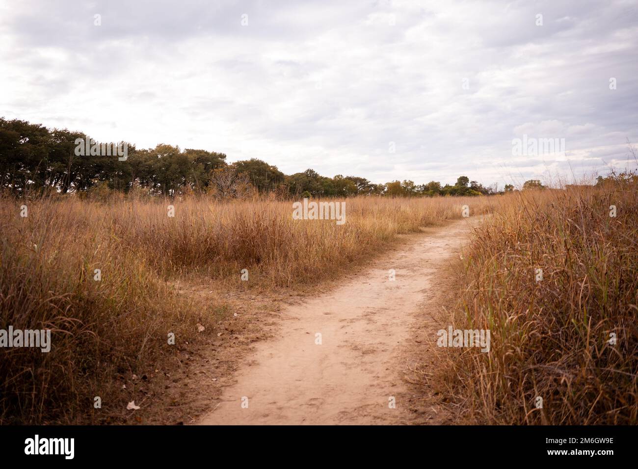 a walking path surrounded by tall grass Stock Photo - Alamy