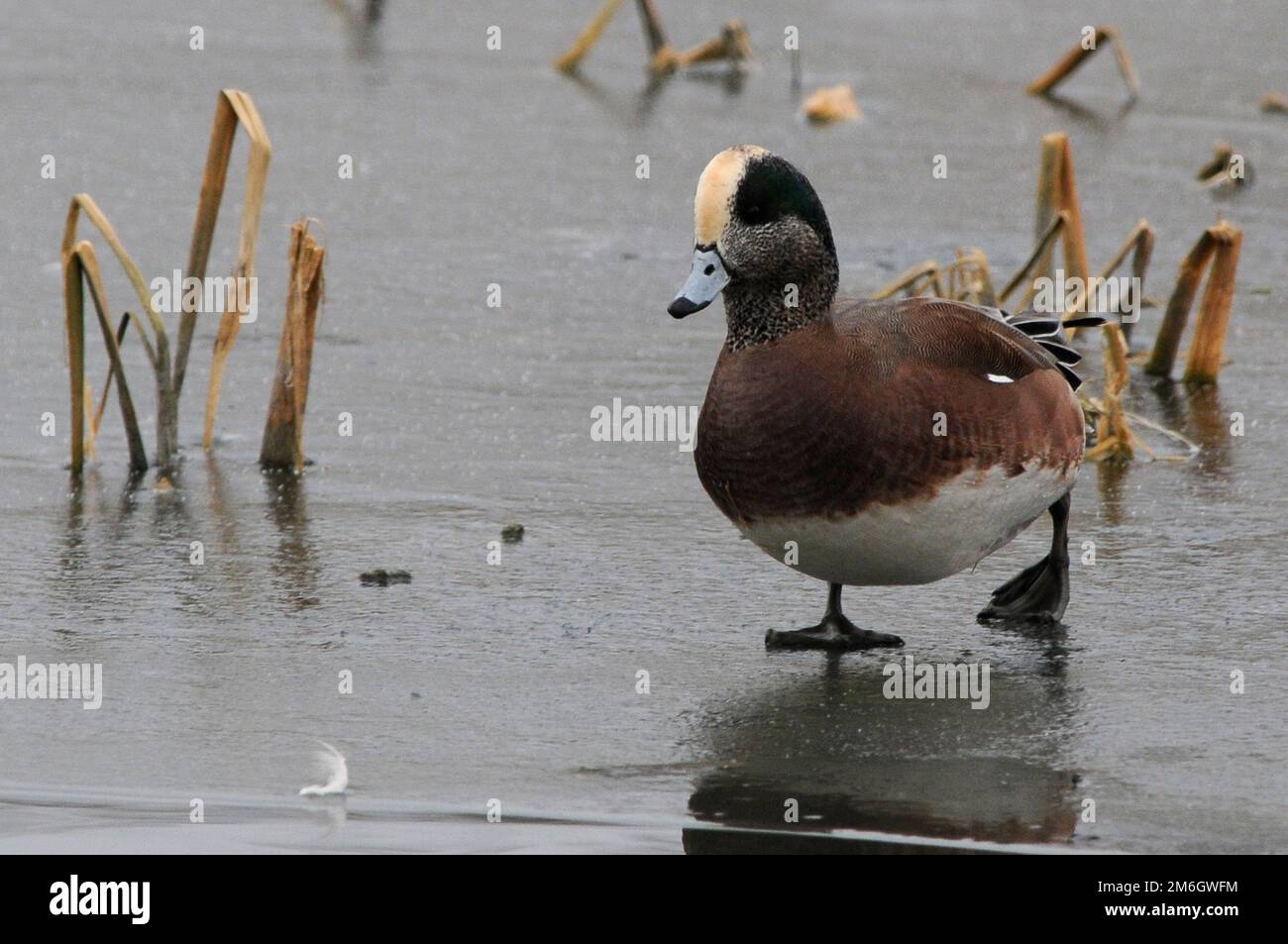 Ducks on the Lake Stock Photo - Alamy