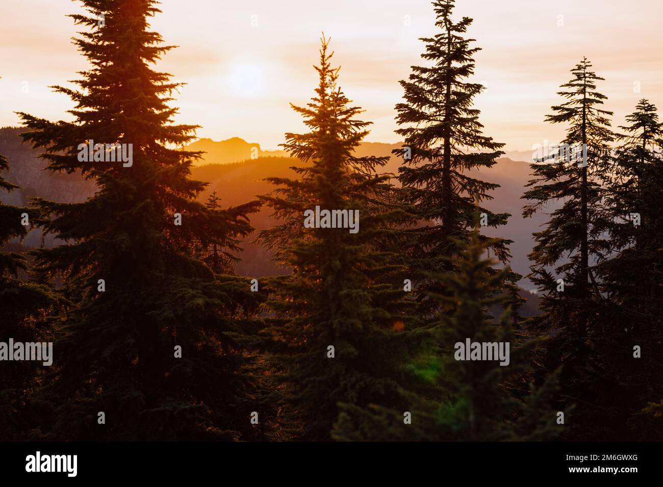 Pine trees and sunset hi-res stock photography and images - Alamy