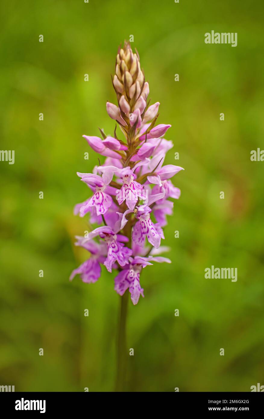 Fox Orchid 'Dactylorhiza fuchsii' Stock Photo - Alamy