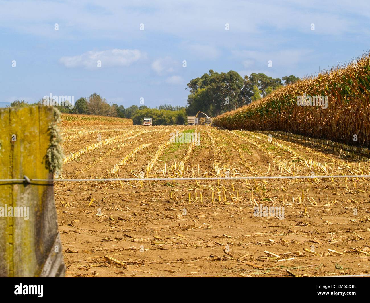 Maize harvesting in dusty field with trucks and harvester in distance ...