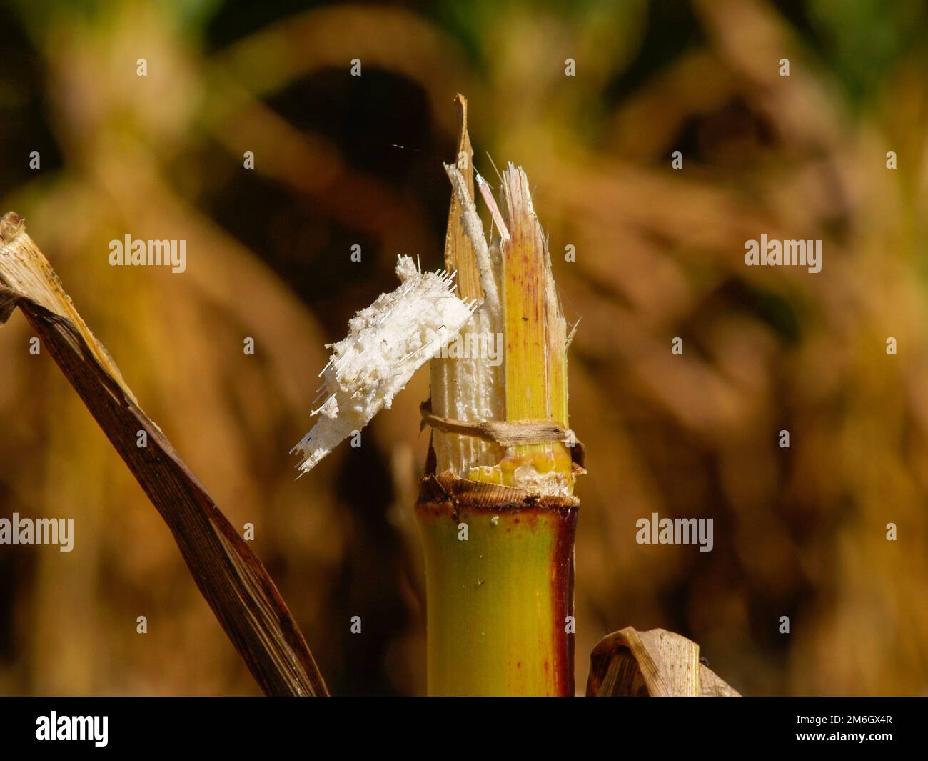 Maize cane remains broken after harvester closeup Stock Photo - Alamy