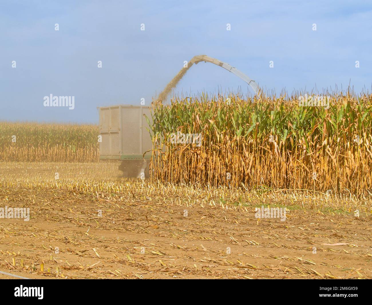 Maize harvesting in dusty field in Waikato region of New Zealand Stock ...