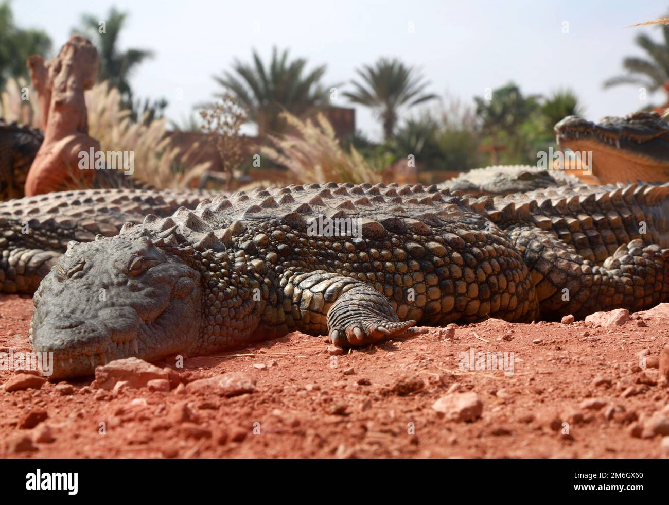 Big alligators hi-res stock photography and images - Alamy