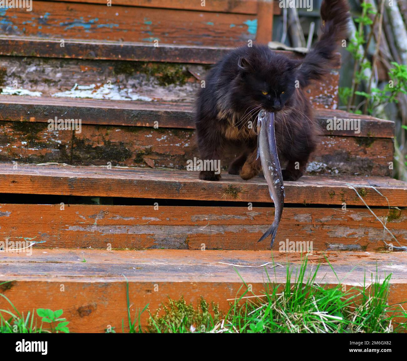 Village black cat has stolen a fish Stock Photo - Alamy