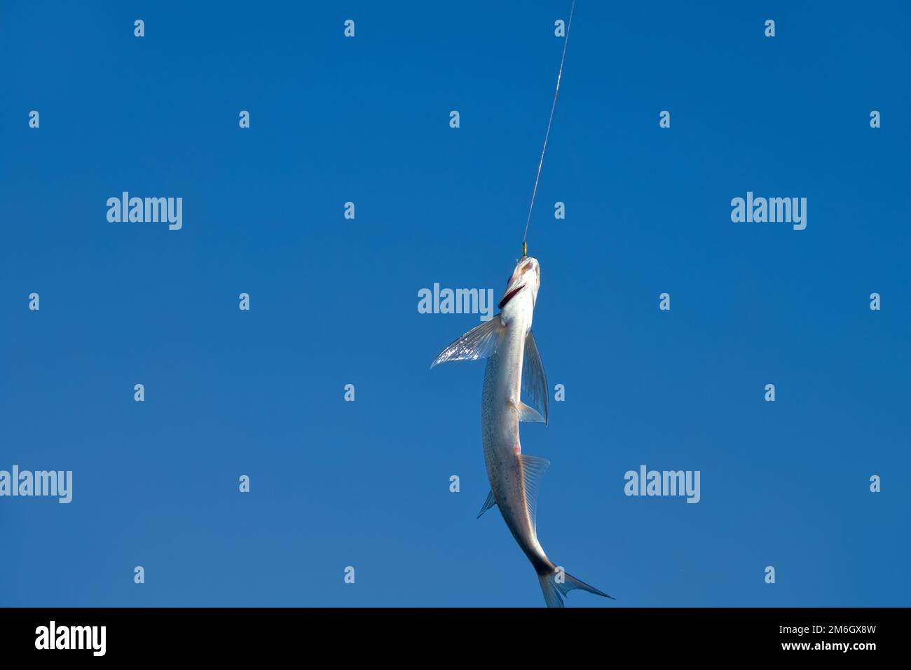 Dynamic picture when Sabrefish are fishing Stock Photo - Alamy
