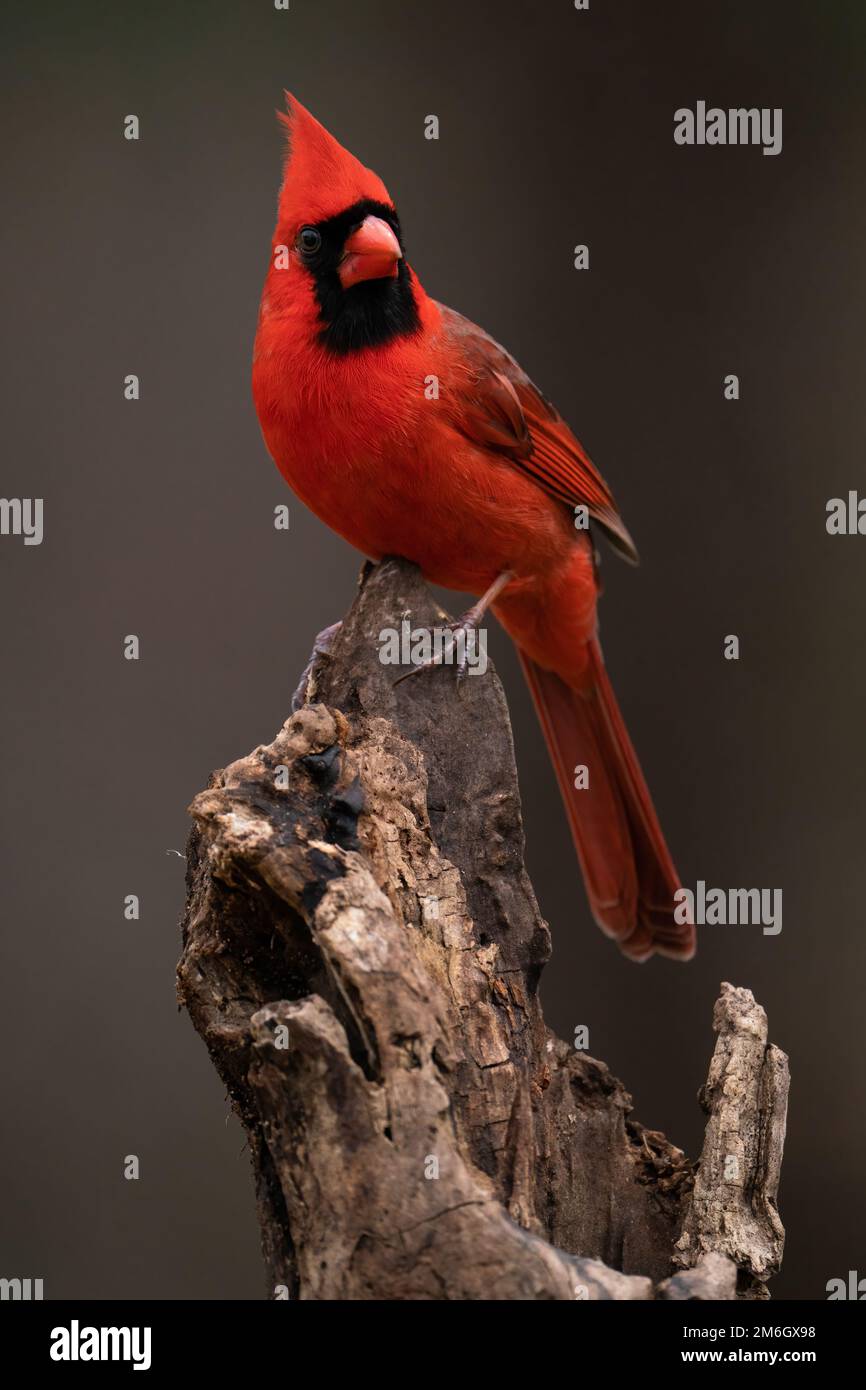 Female northern cardinals hi-res stock photography and images - Alamy