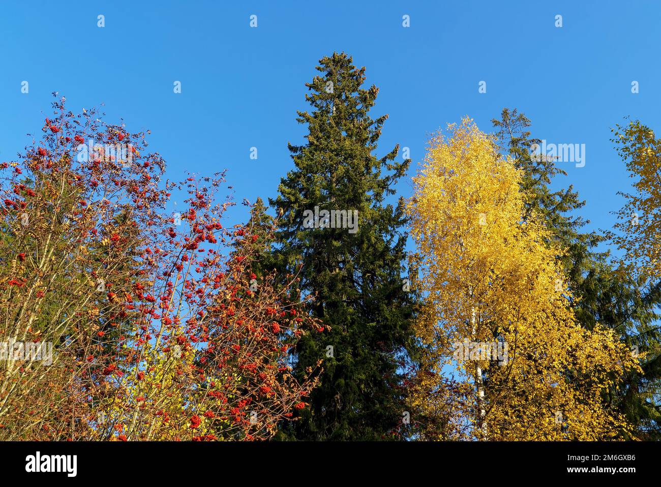 Mountain ash trees hi-res stock photography and images - Alamy