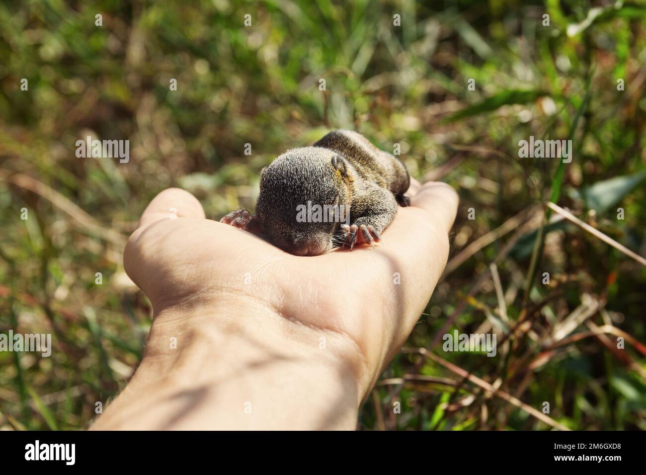 Indian palm squirrel (Funambulus palmarium) pup Stock Photo - Alamy