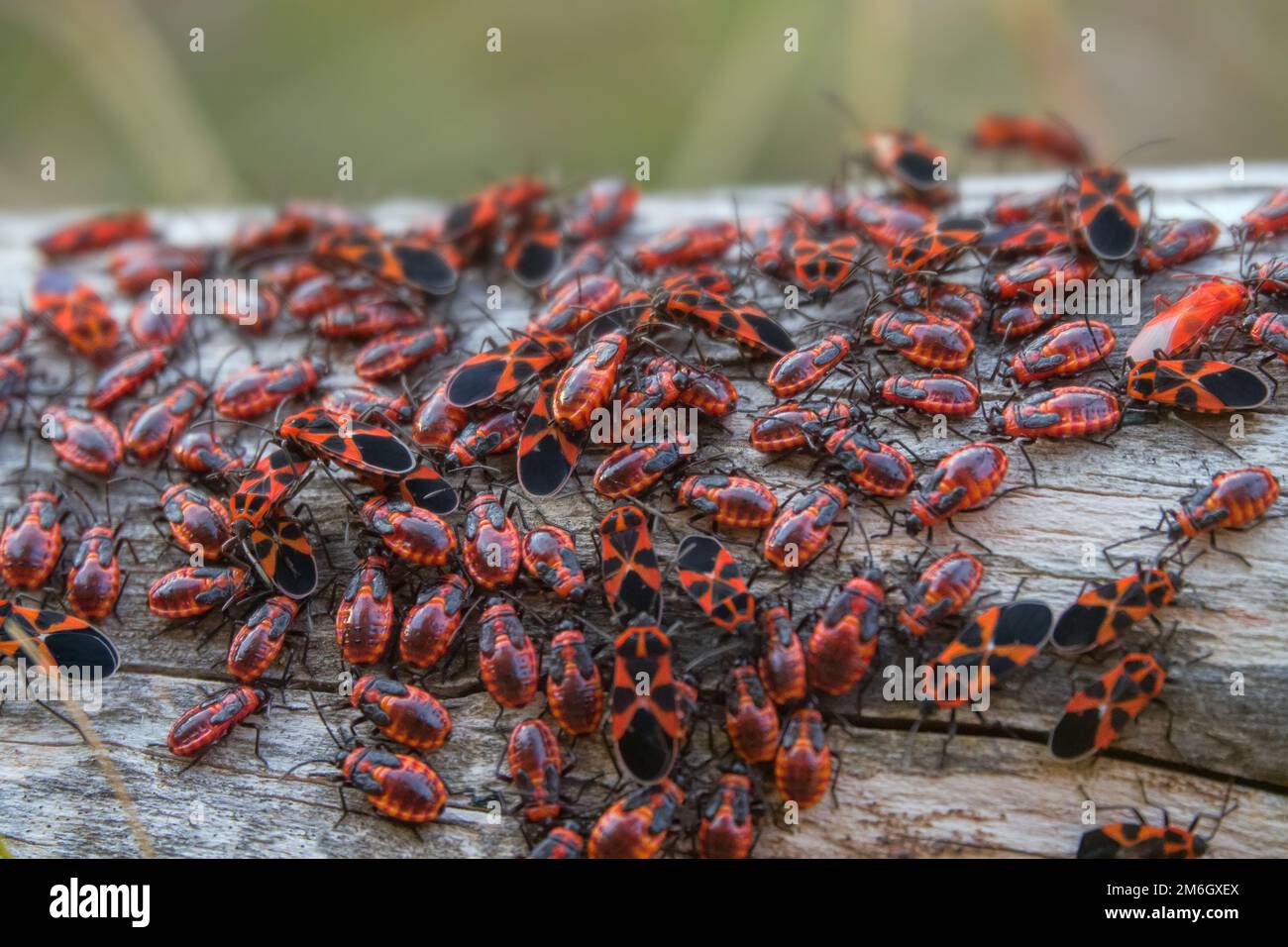 Dense accumulation of insects on tree trunk. Firebug (Pyrrhocoris ...