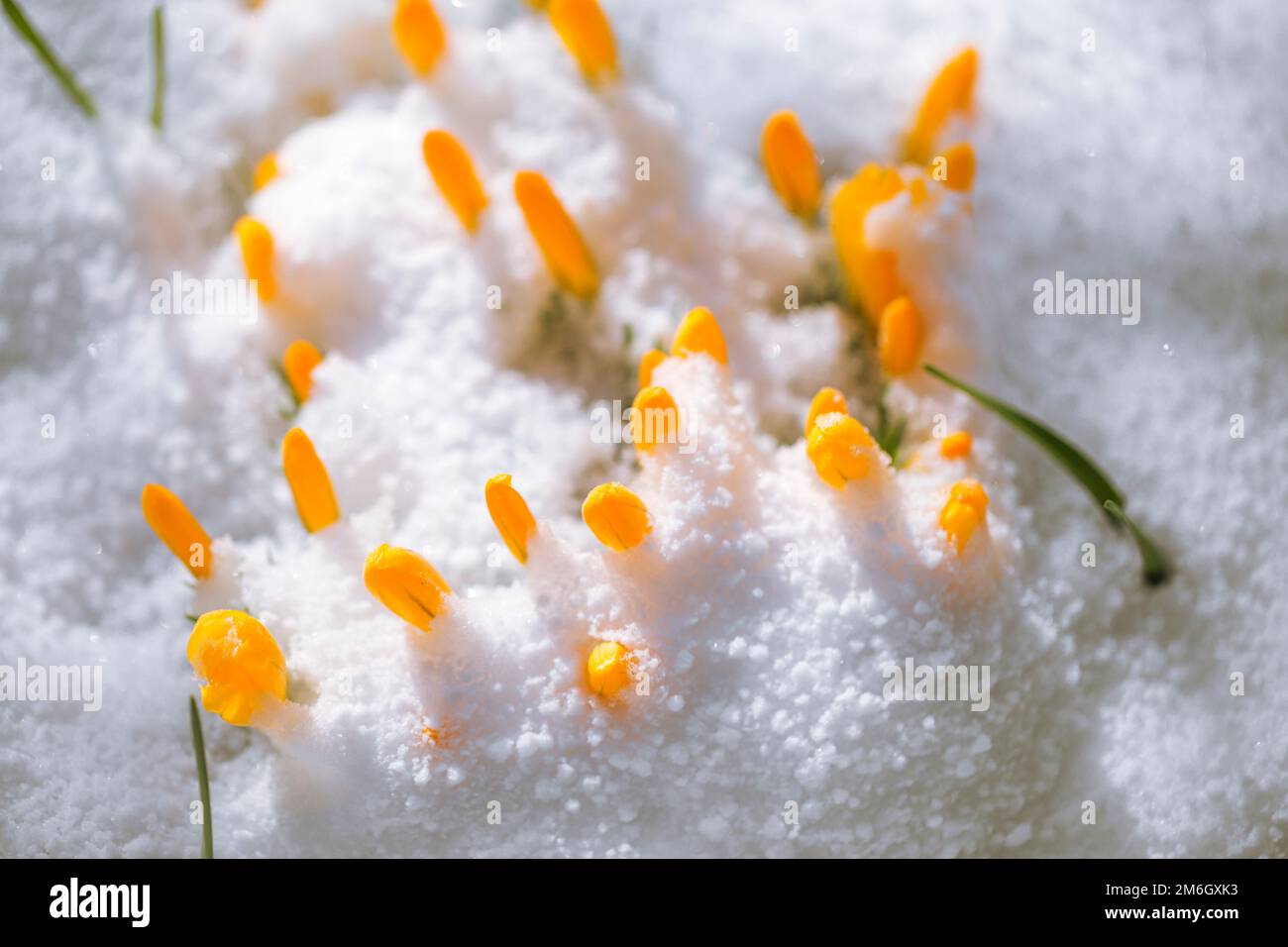 Spring is coming - the first buds in the snow Stock Photo - Alamy