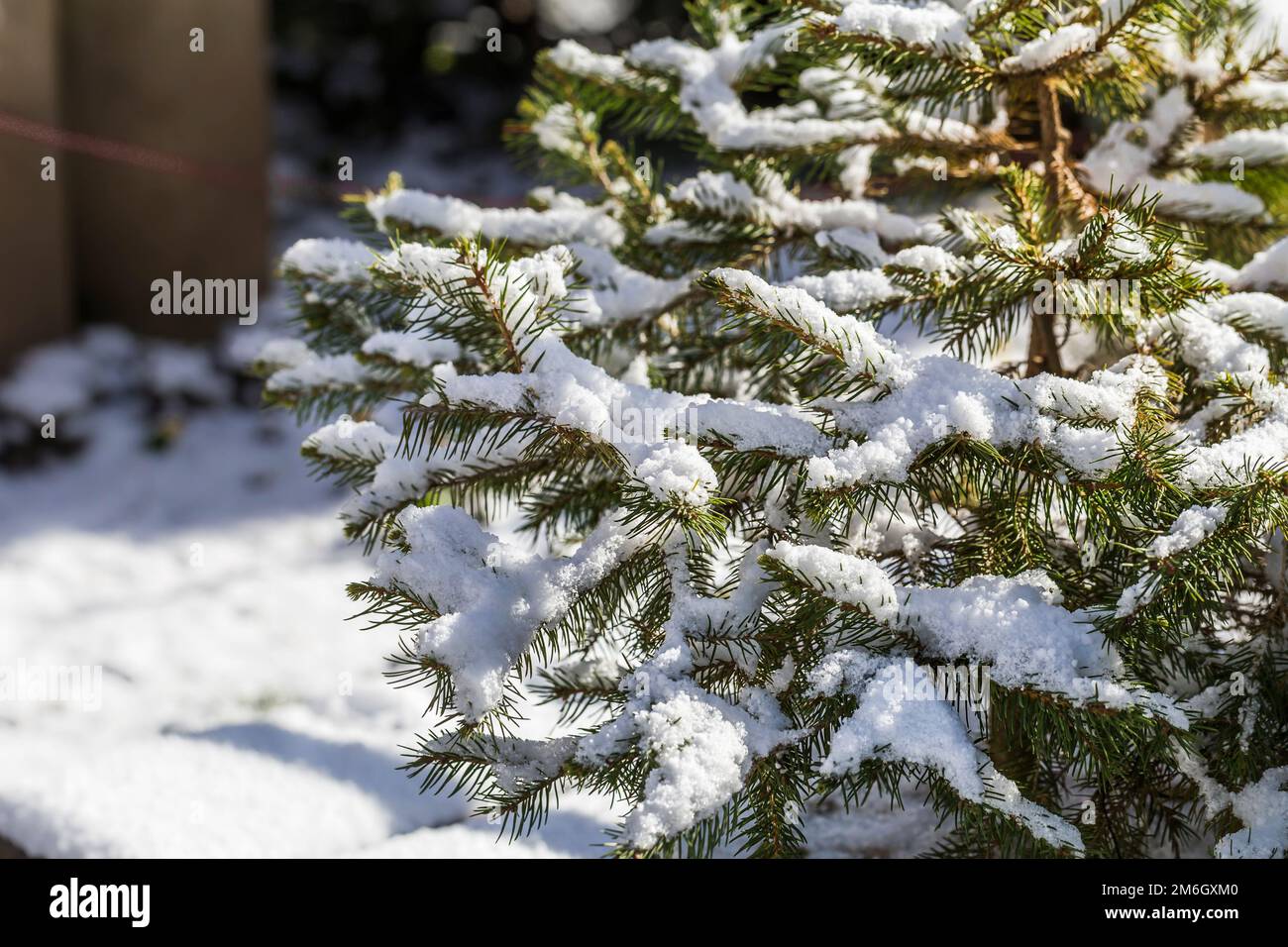 Fir tree with snow Stock Photo - Alamy