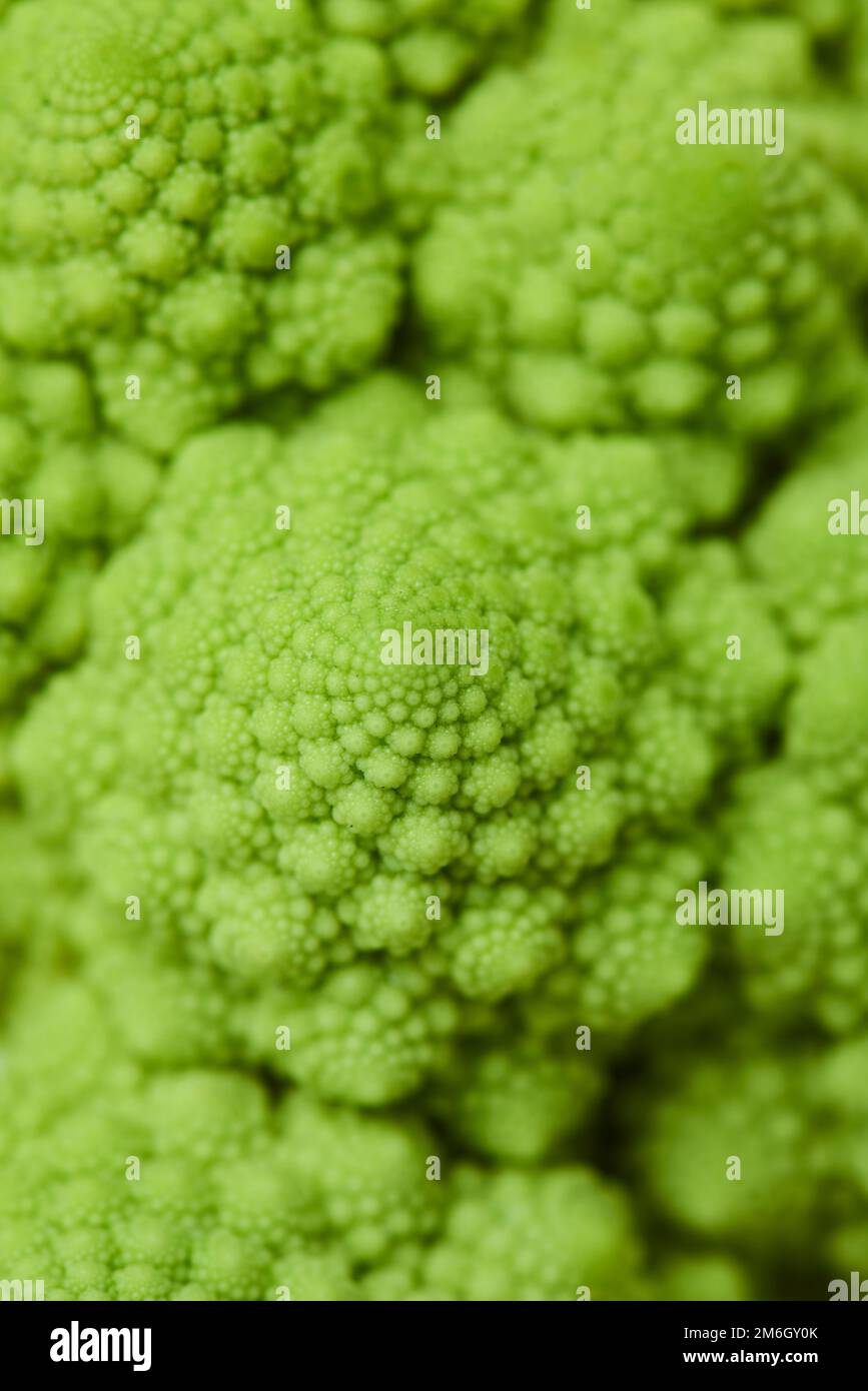 A closeup of Romanesco broccoli shot in a studio Stock Photo - Alamy