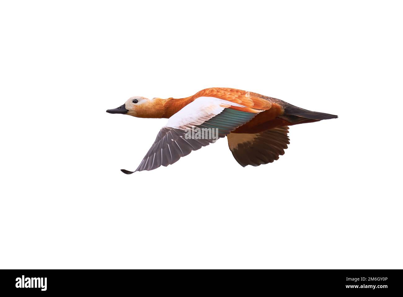 Ruddy shelduck isolated on white background (Tadorna ferruginea Stock ...