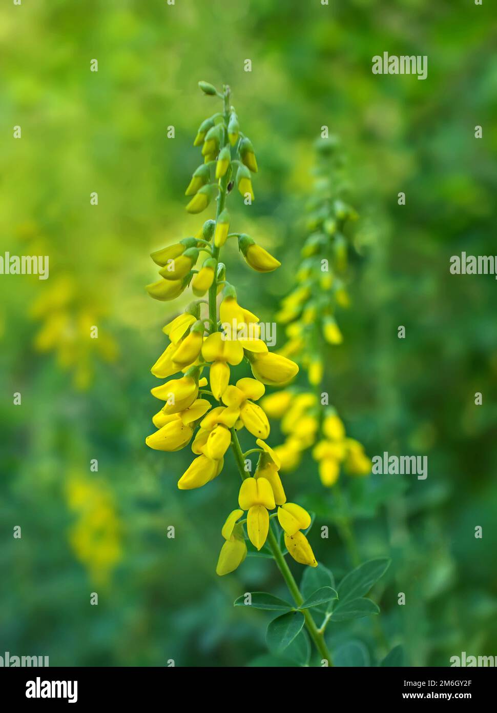 Bohnenstrauch hi-res stock photography and images - Alamy