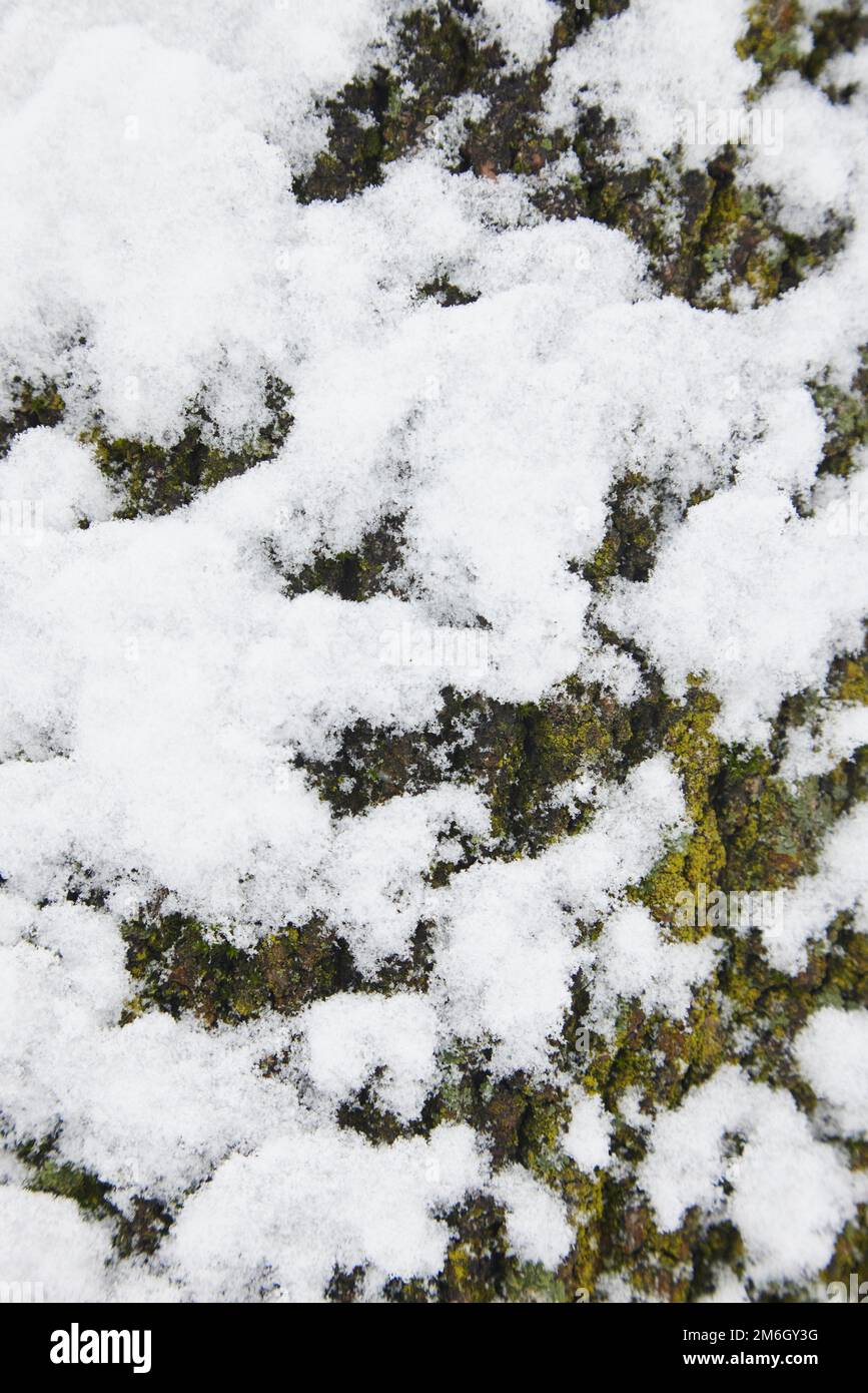Background texture of tree bark with snow. Green tree bark with snow ...