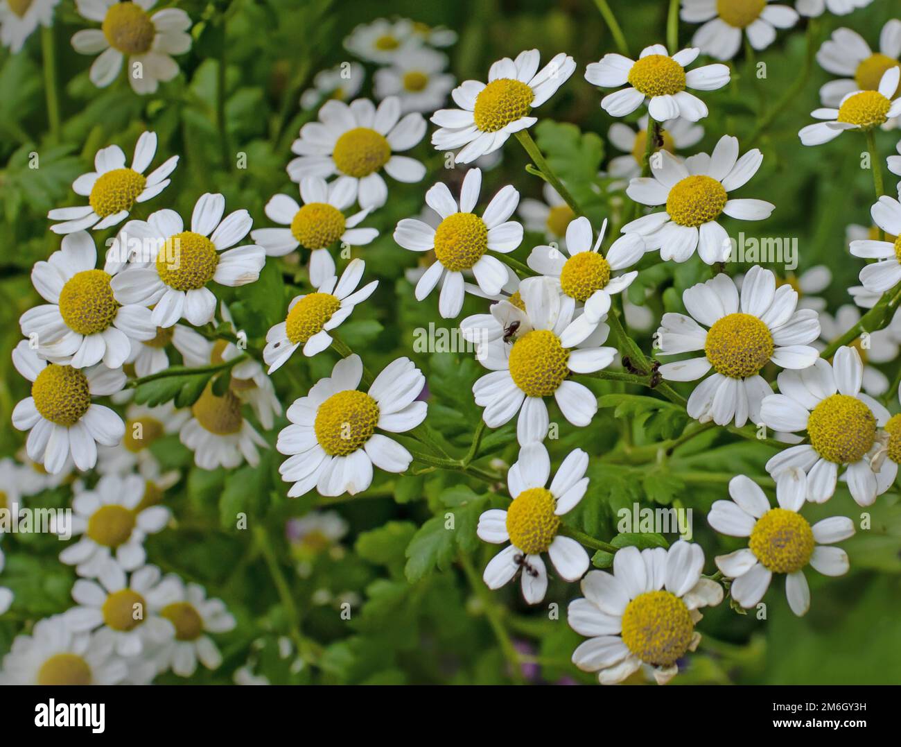 Motherwort Tanacetum parthenium Stock Photo - Alamy