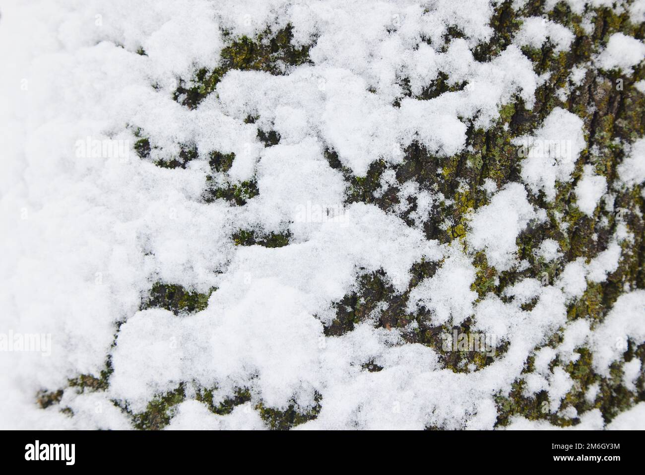 Tree trunk and texture of snow lying in ripples in bark Stock Photo - Alamy