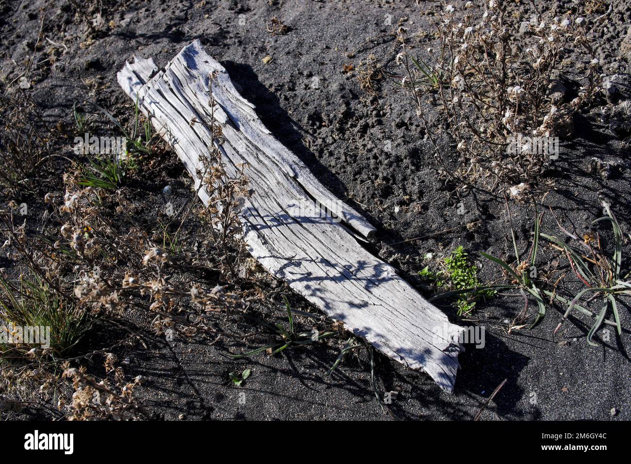 A closeup of wood on the ground Stock Photo - Alamy