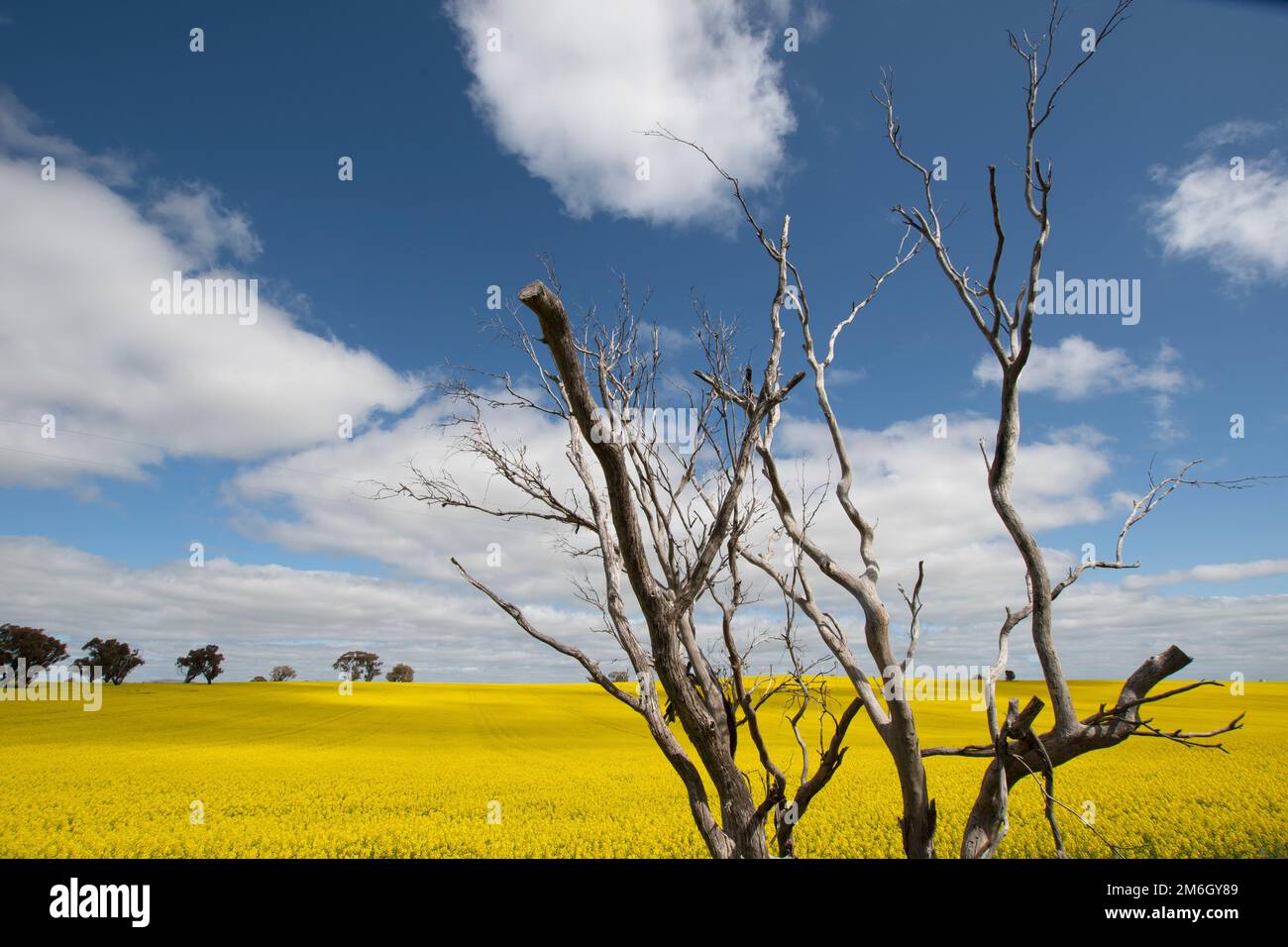 A scenic view of a field of yellow rapeseed flowers with a wooden tree ...
