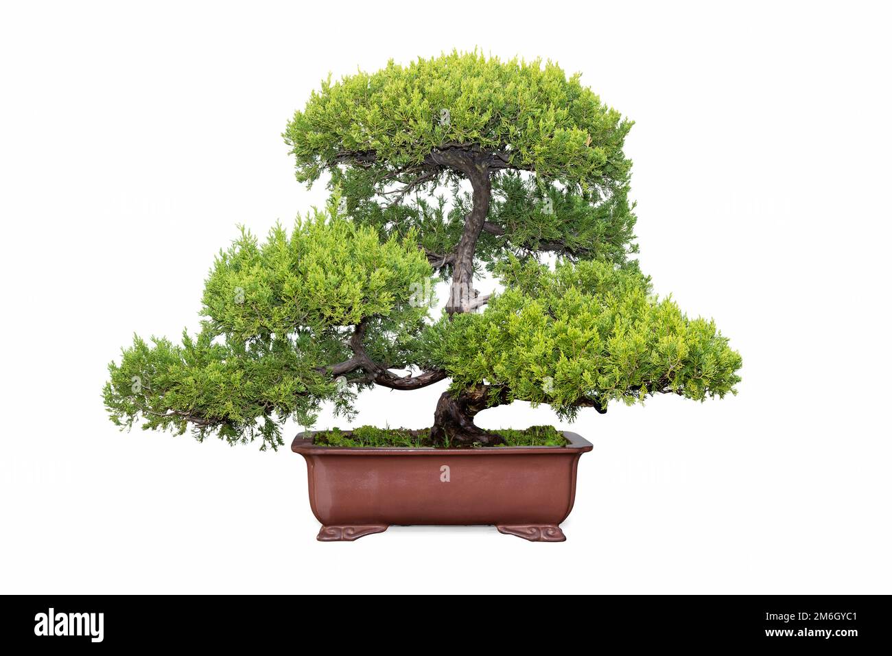 Chinese juniper hi-res stock photography and images - Alamy