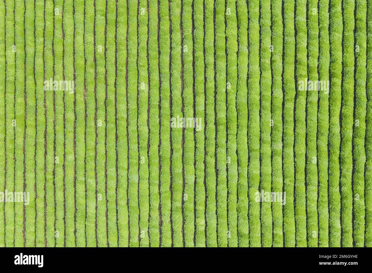 Tea plantation texture Stock Photo - Alamy