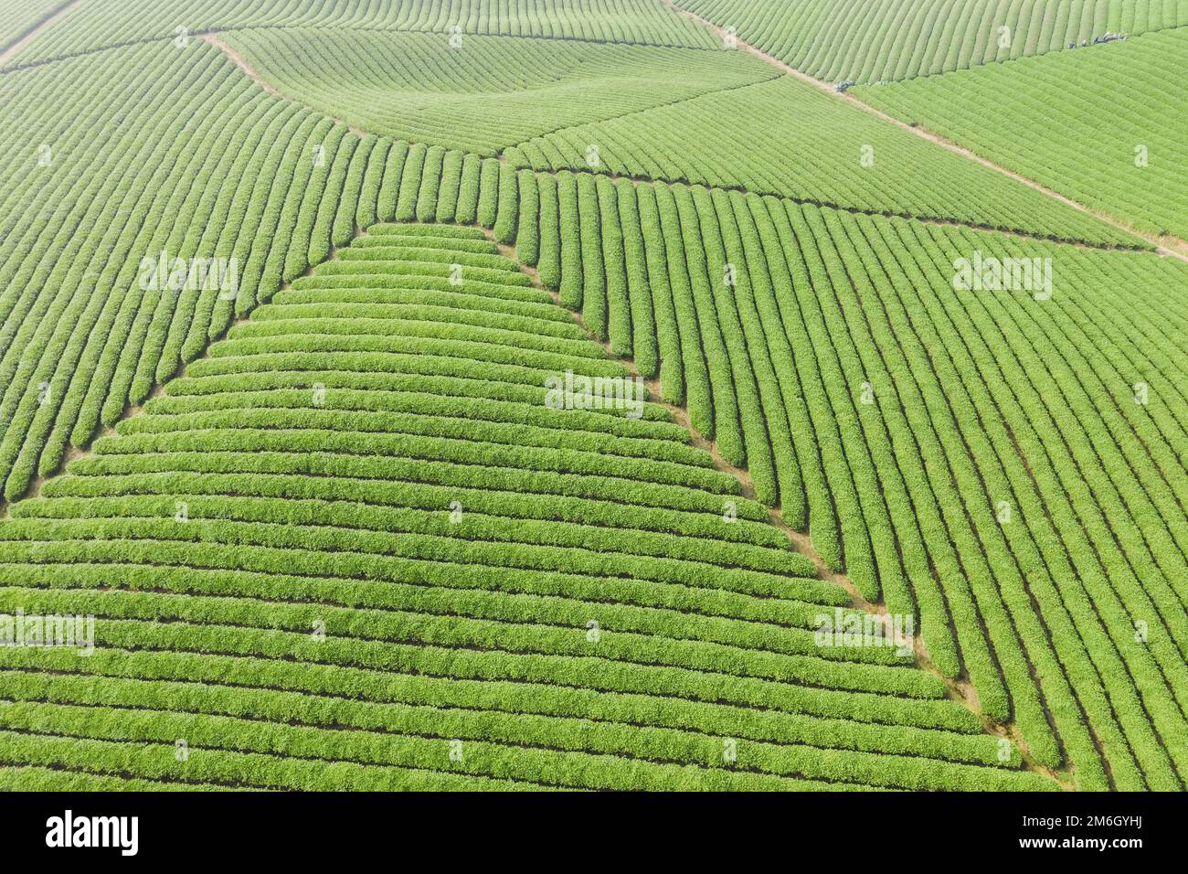 Aerial view of tea plantation Stock Photo - Alamy