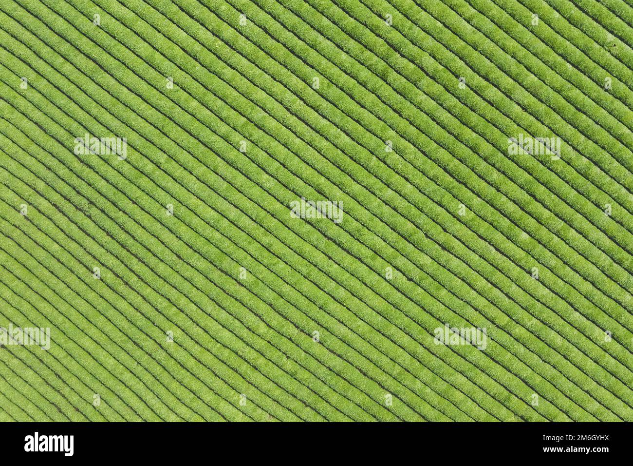 Neat tea plantation Stock Photo - Alamy Neat tea plantation Stock Photo - Alamy