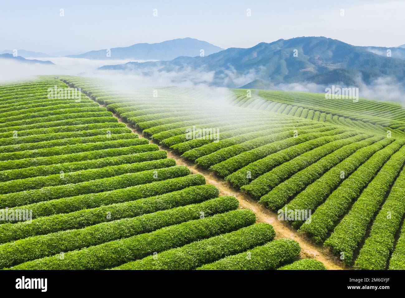 Beautiful tea plantation on highland Stock Photo - Alamy