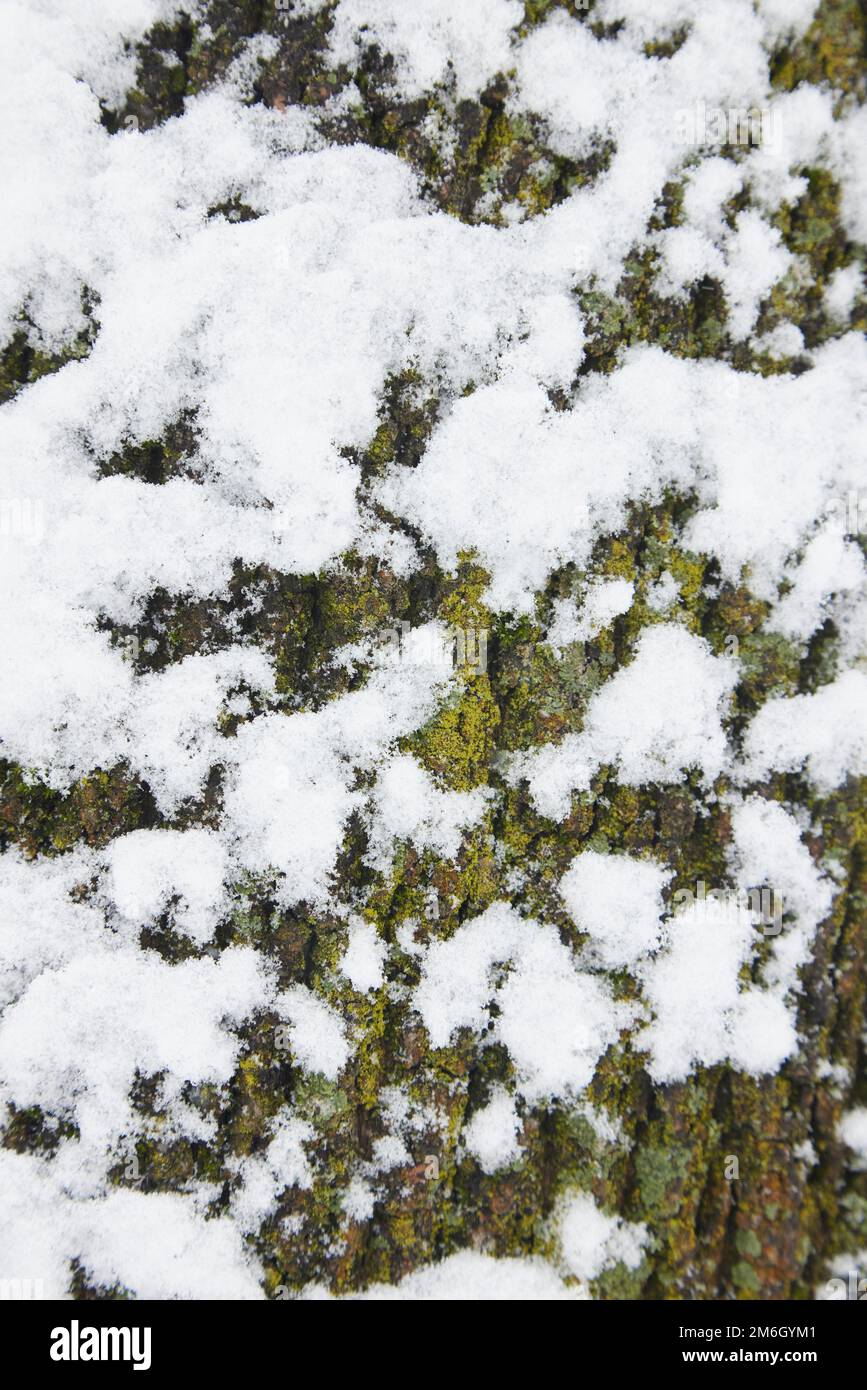 Nature background with tree bark covered with snow. Tree bark under ...