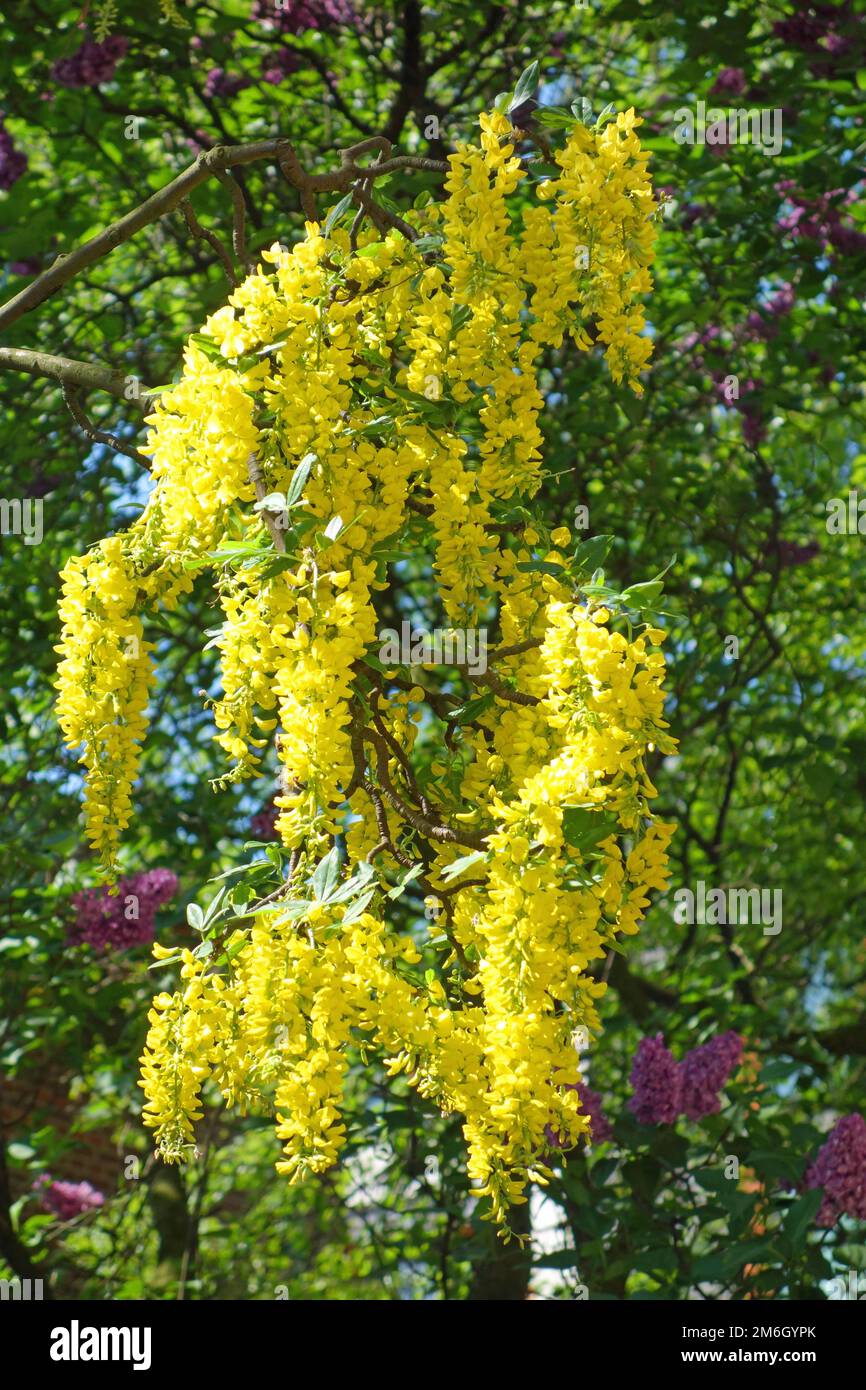 Indian laburnum hi-res stock photography and images - Alamy