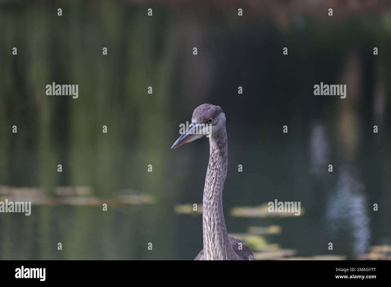 A portrait of great blue heron resting outdoors Stock Photo - Alamy