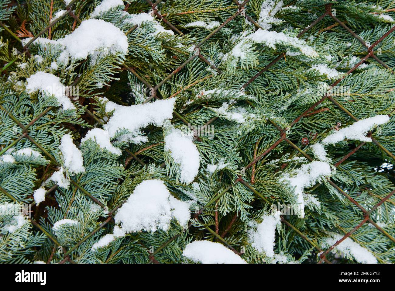 Fir tree branch falling snow hi-res stock photography and images - Alamy