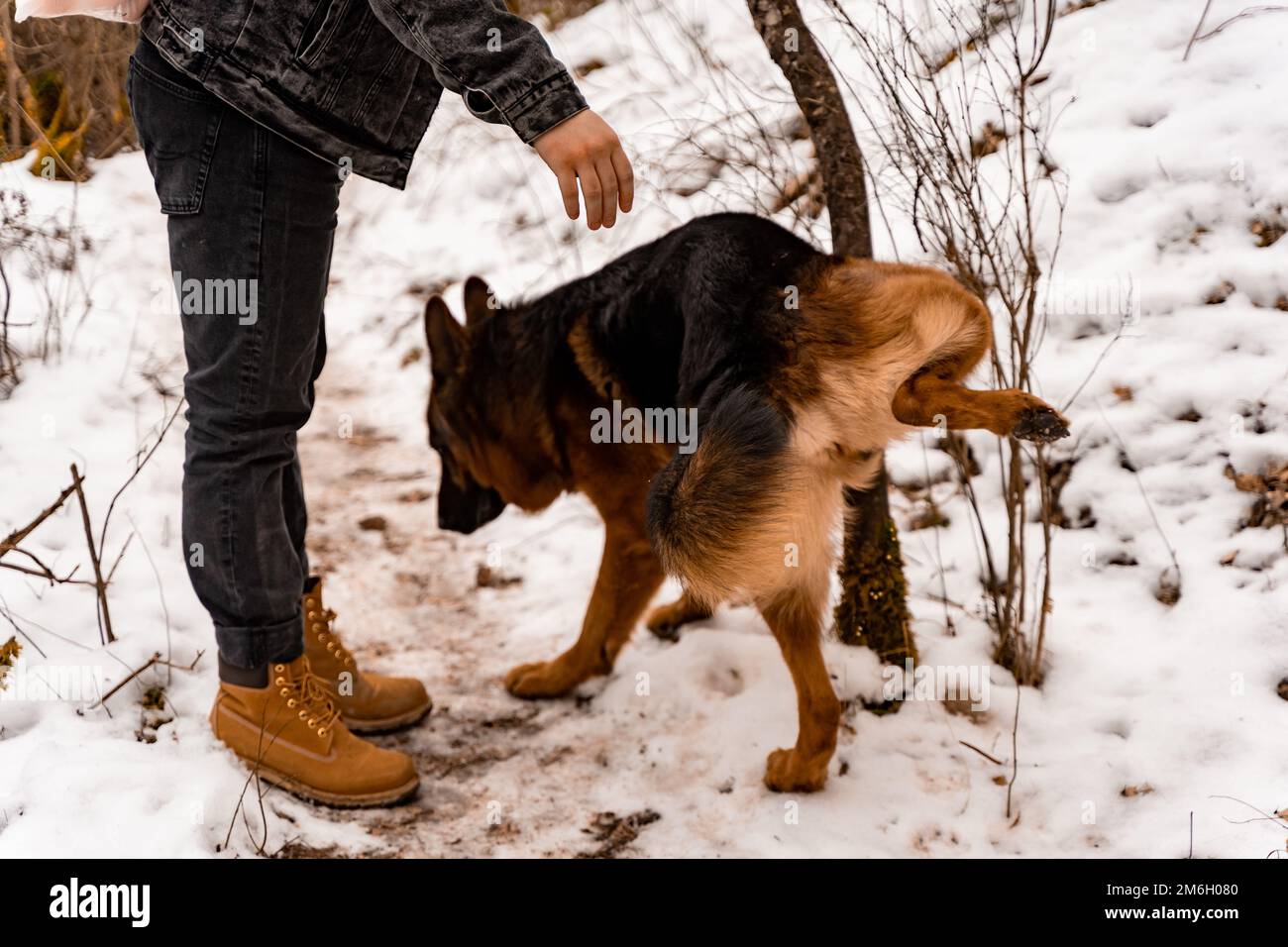 Amazing and attractive owner is standing next to the dog while waiting ...