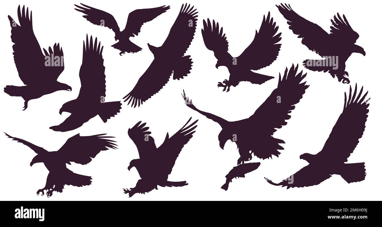 Usa bird watching Stock Vector Images - Alamy