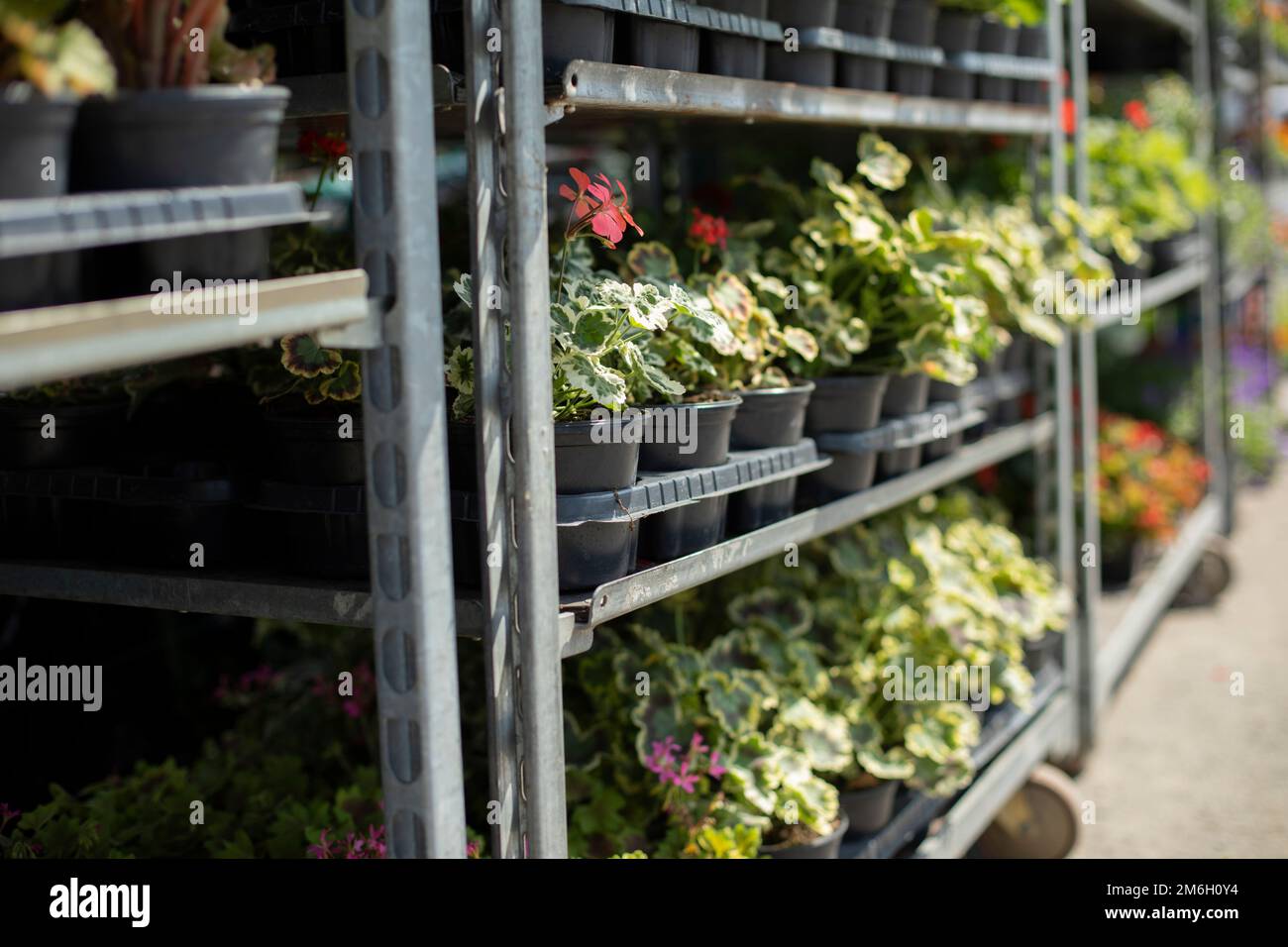 Flowers in pots. Plants in garden. Pots on shelves. Flower shop Stock ...