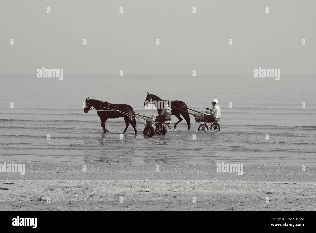 Sulkies hi-res stock photography and images - Alamy