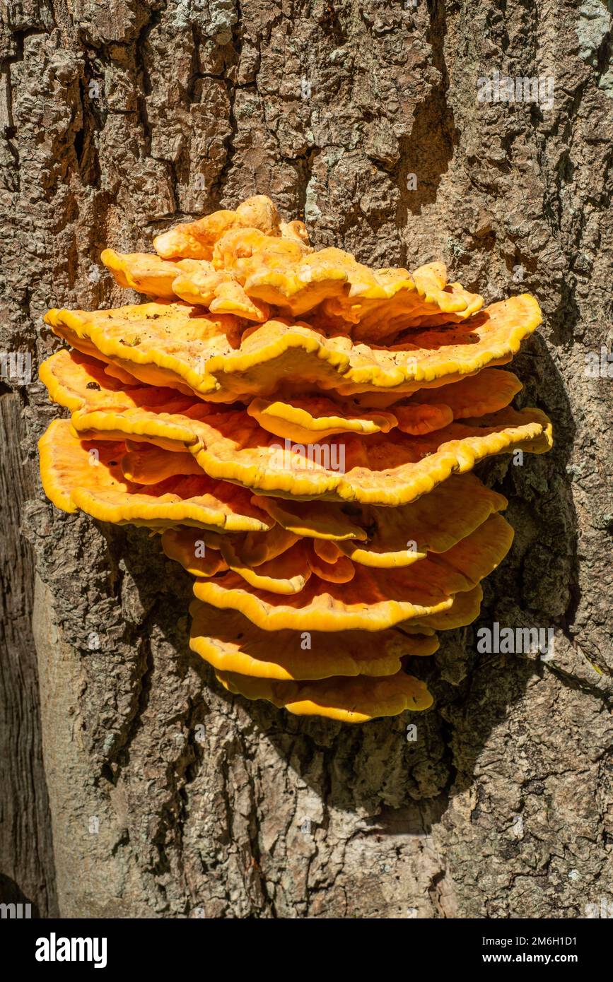 Sulphur Polypore (Laetiporus sulphureus) in Snogeholm, Sjoebo community ...