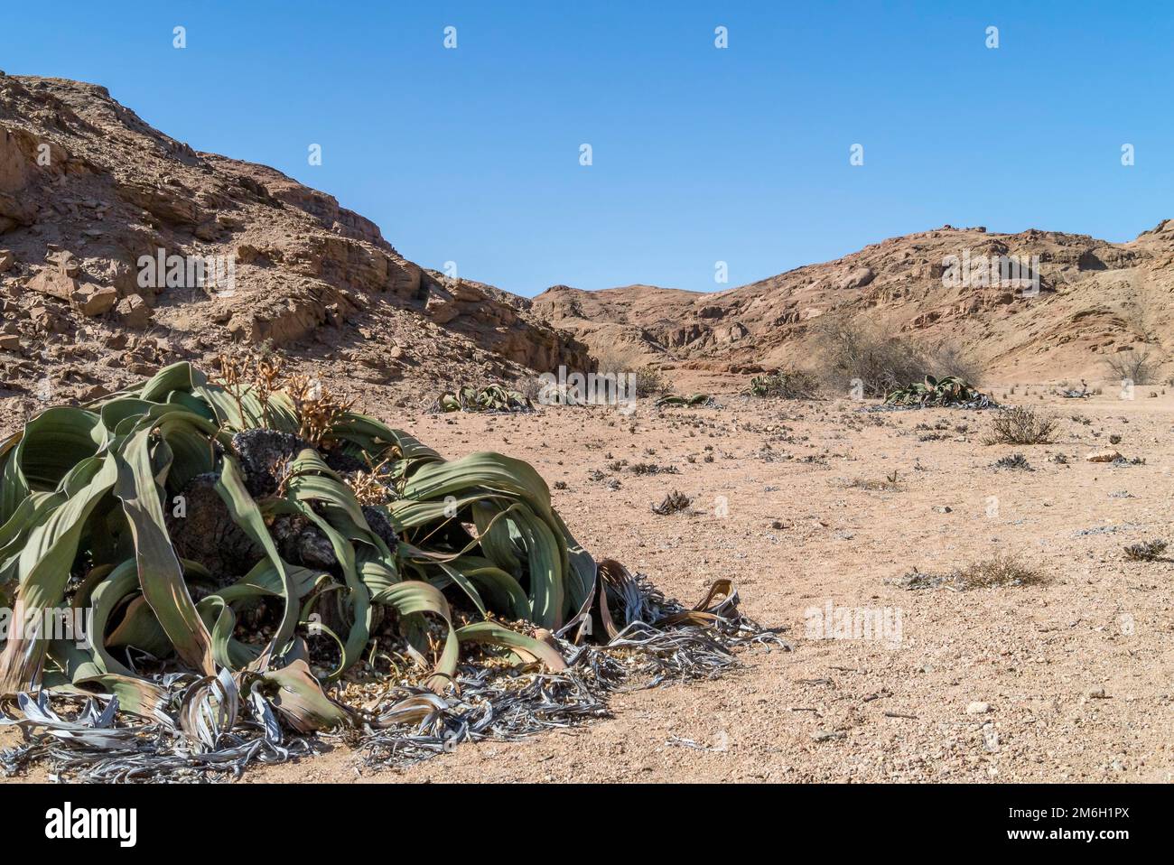 Welwitschias (Welwitschia mirabilis), Namib Naukluft National Park ...