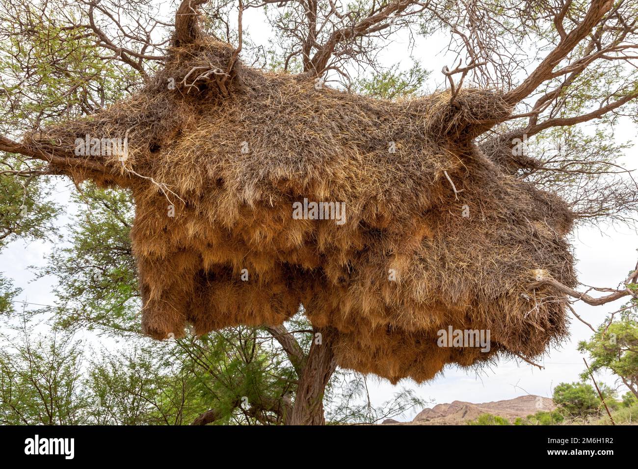 Community nest of settler weavers (Philetairus socius), Namibia Stock ...