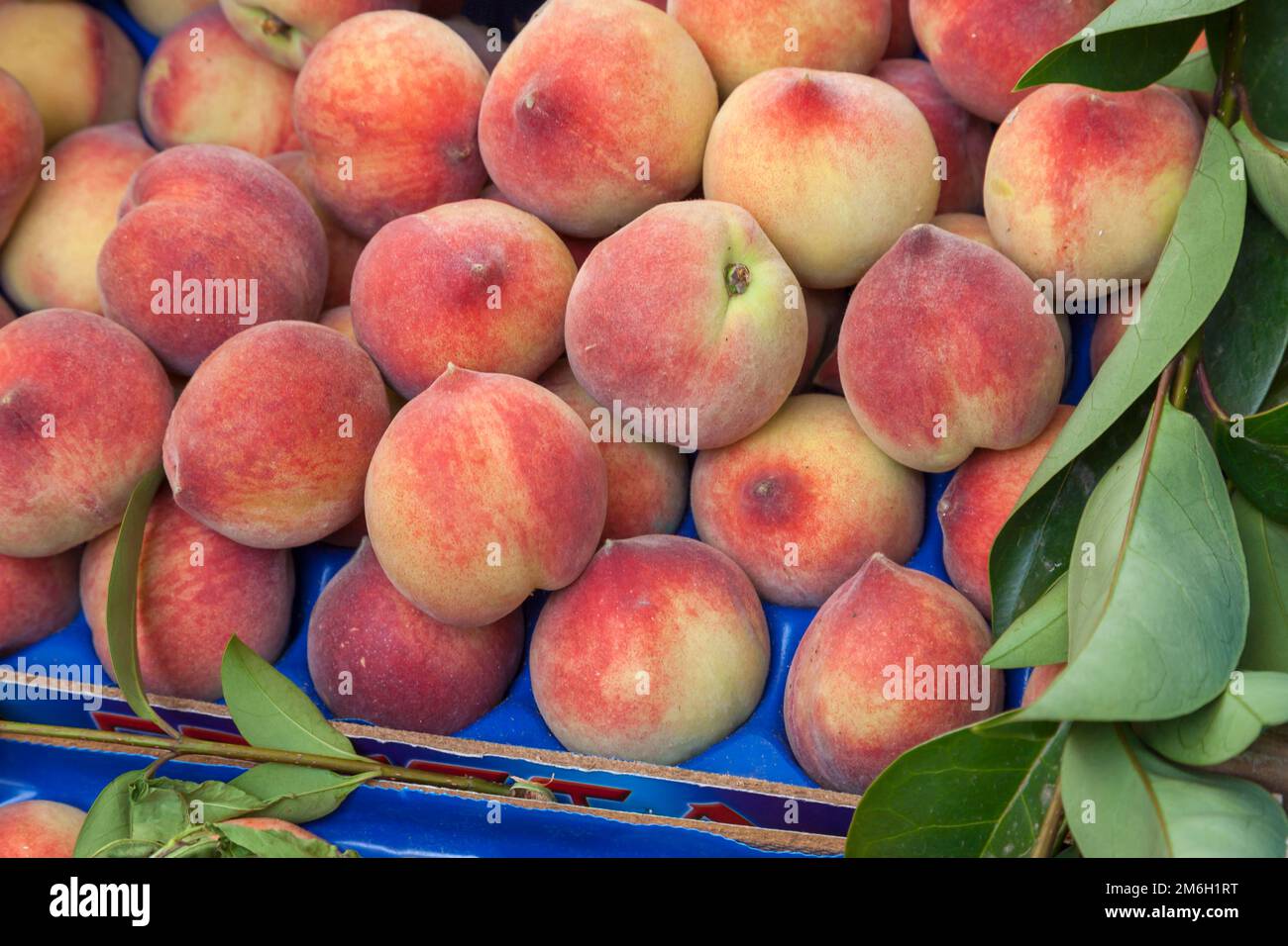 Market stall with peach tree (Prunus persica), Catania, Sicily, Italy ...