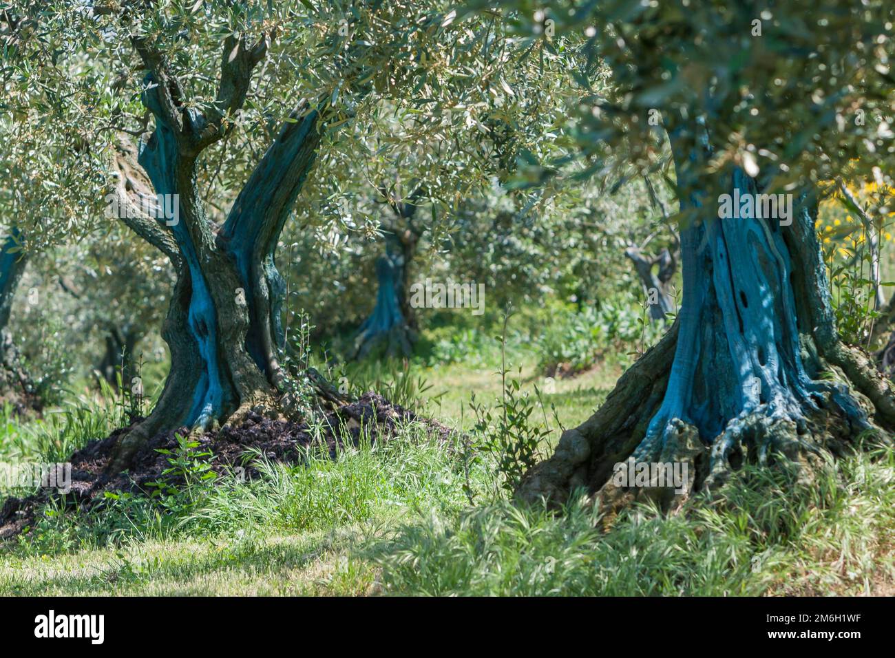 Olive trees, olive grove near Vaison-la-Romaine, Vaucluse, Provence ...