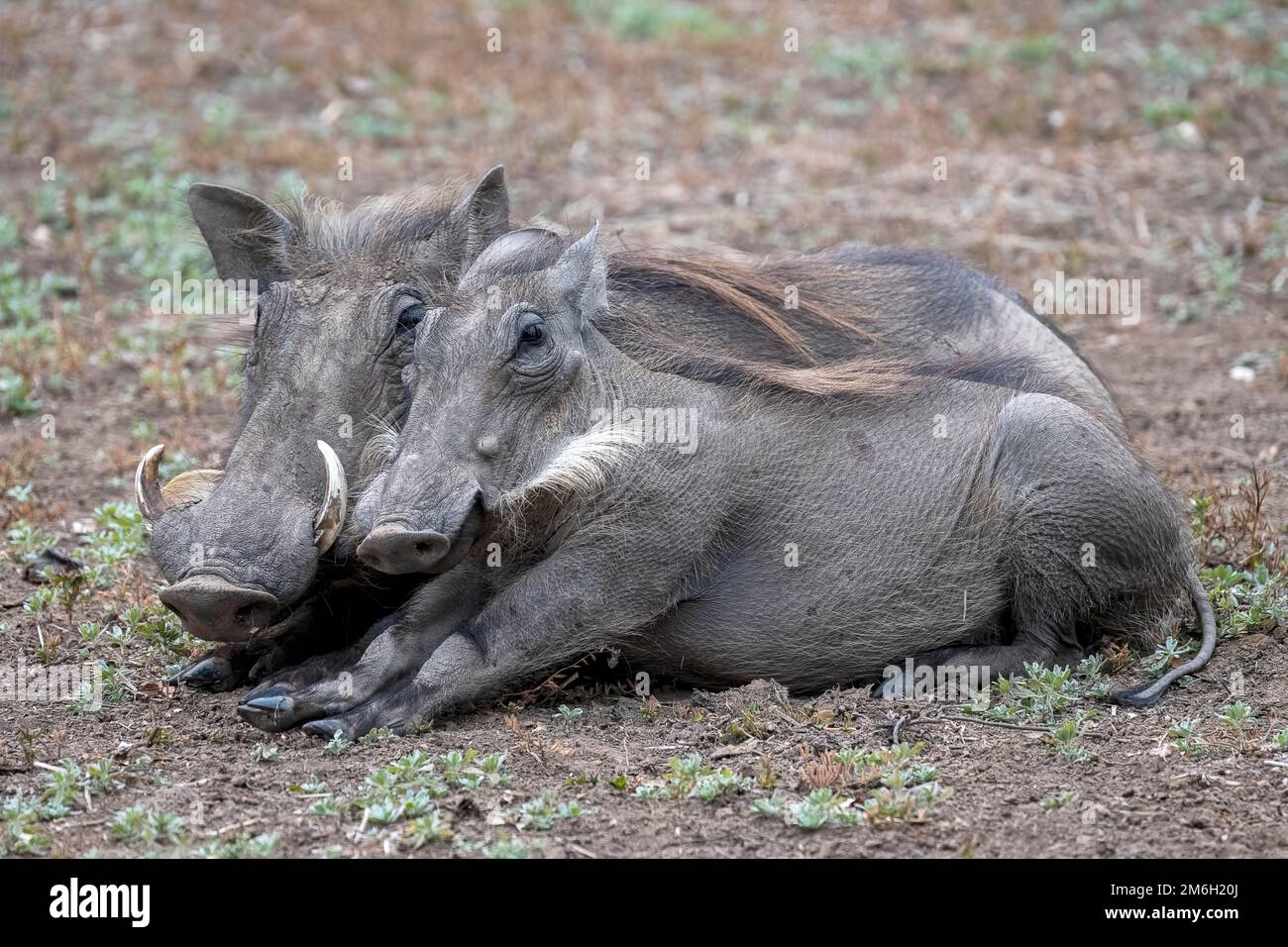 Pair common warthogs phacochoerus hi-res stock photography and images ...