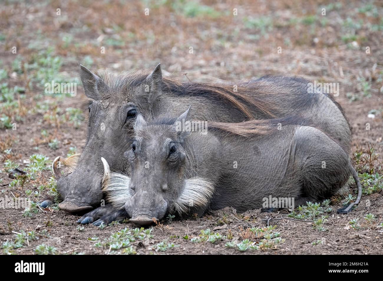 Common warthog (Phacochoerus africanus), pair at dawn, South Luangwa ...